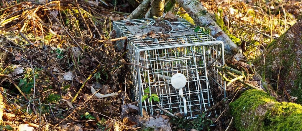 Wildlife Ground Trapping – Rapid Wildlife Control