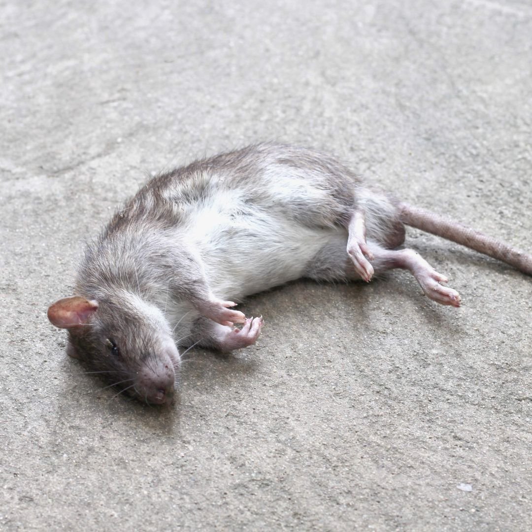 How Professionals Tackle Dead Animal Cleanup – Rapid Wildlife Control